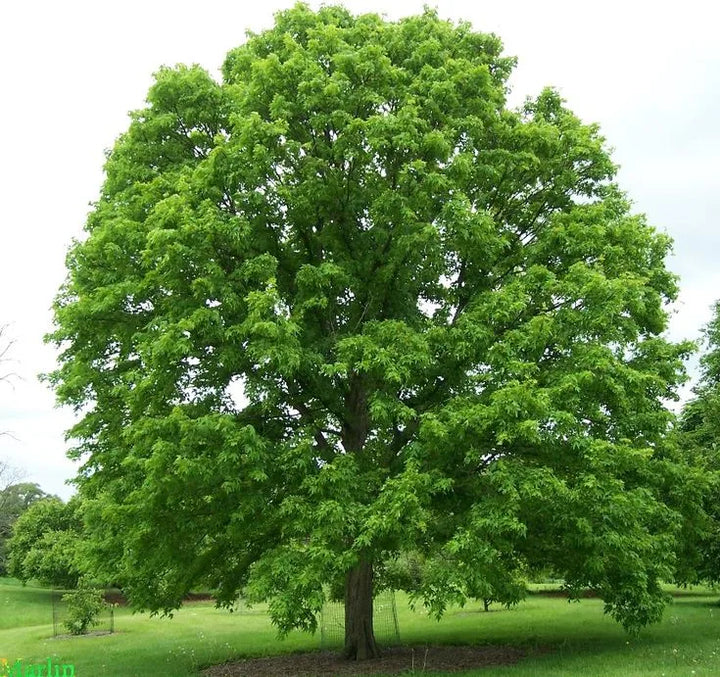 Chestnut Oak for Sale | Healthy Quercus montana Saplings – Ever Green ...