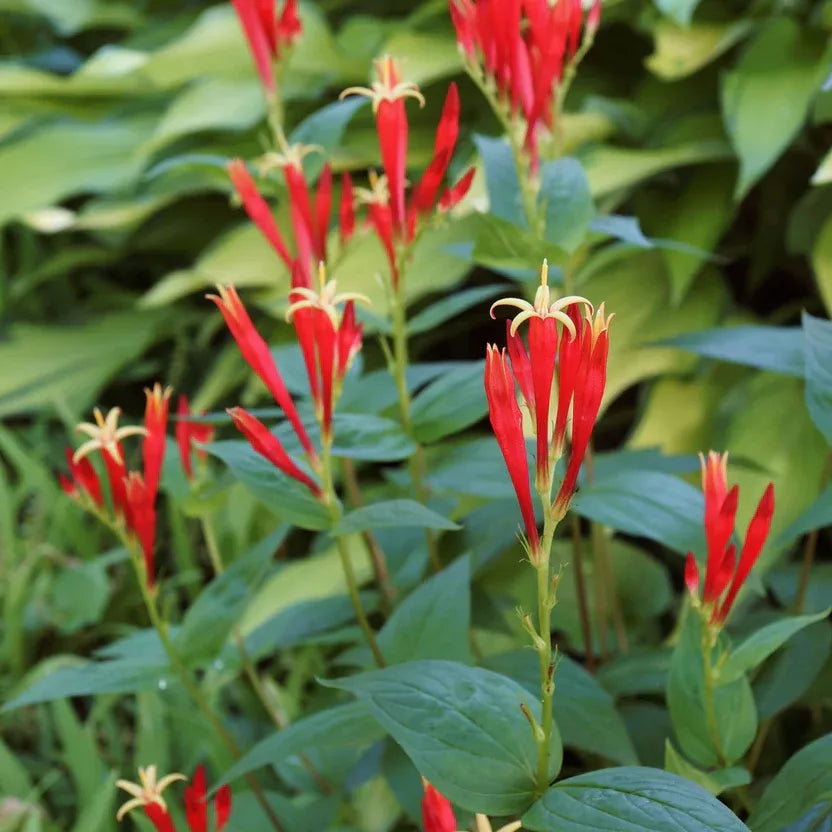 Fire Pink Plant for Sale | Silene virginica Perennial – Ever Green ...