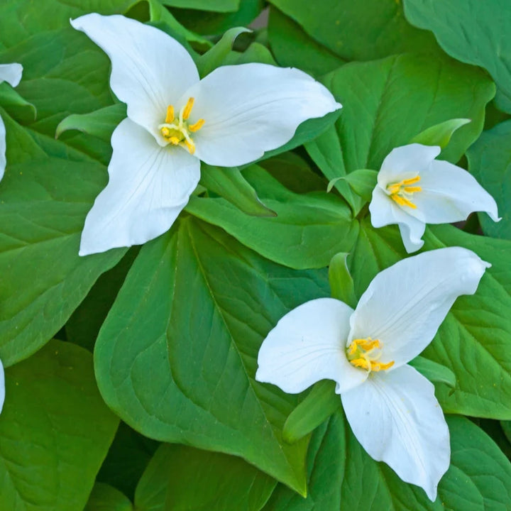 Trillium For Sale