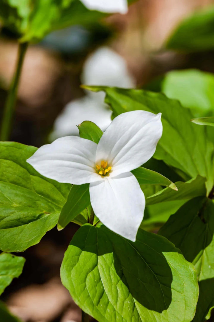Trillium For Sale
