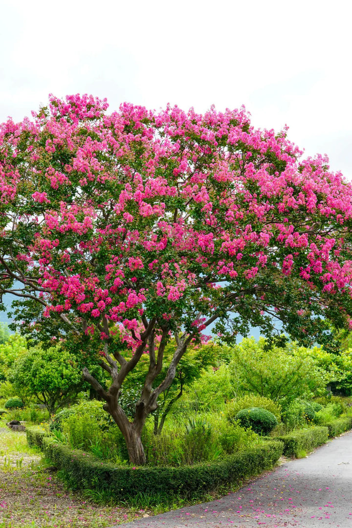 Crepe Myrtle on Sale | Miami Pink Flowering Tree – Ever Green Trees Store