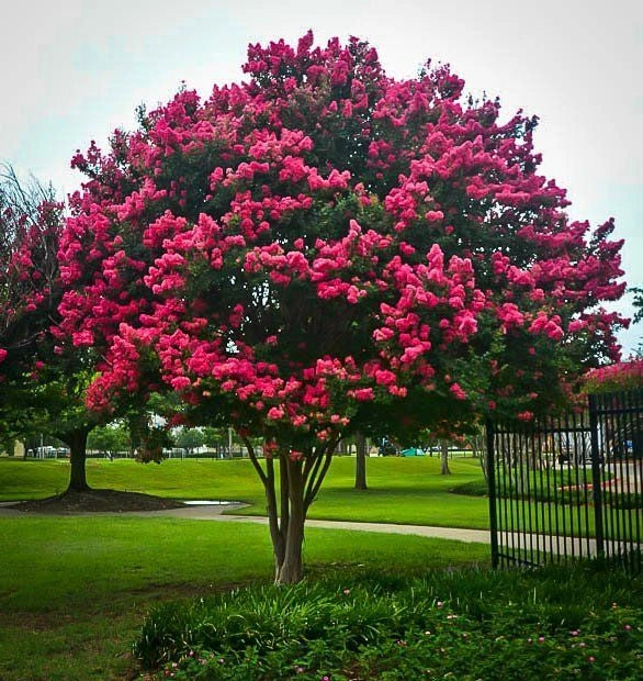 Crepe Myrtle on Sale | Miami Pink Flowering Tree – Ever Green Trees Store