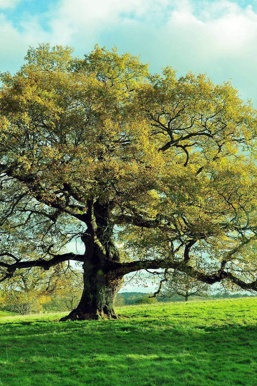 Large Oak Trees for Sale | Classic Overcup Oak – Ever Green Trees Store
