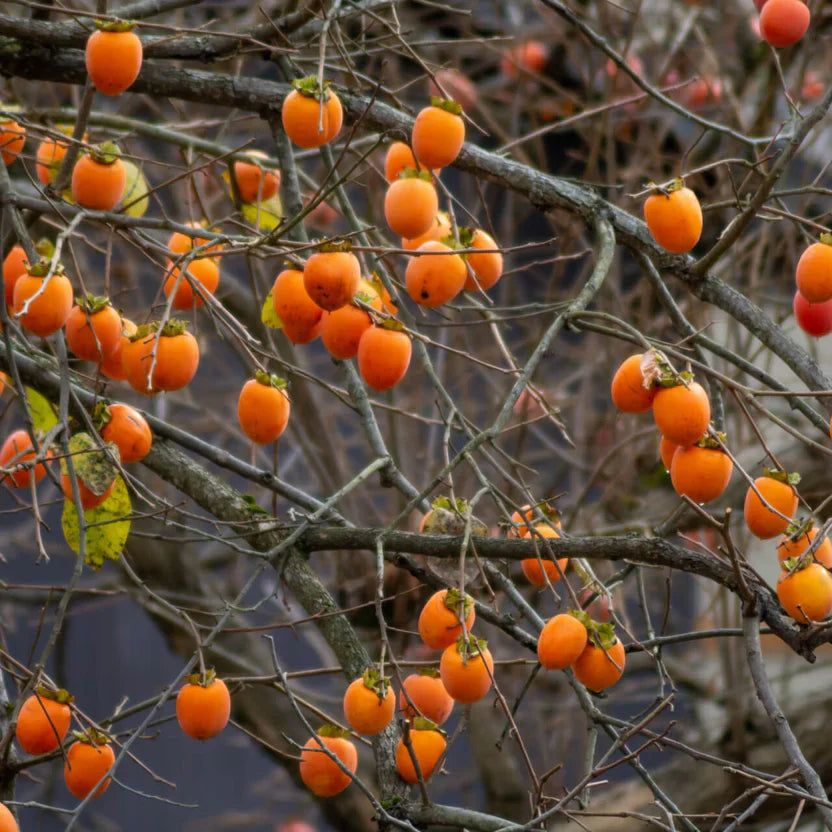 Buy Persimmon Tree for Sale | Fast-Growing Fruit Tree – Ever Green ...