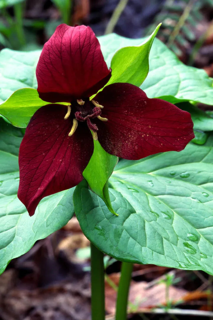 Trillium For Sale