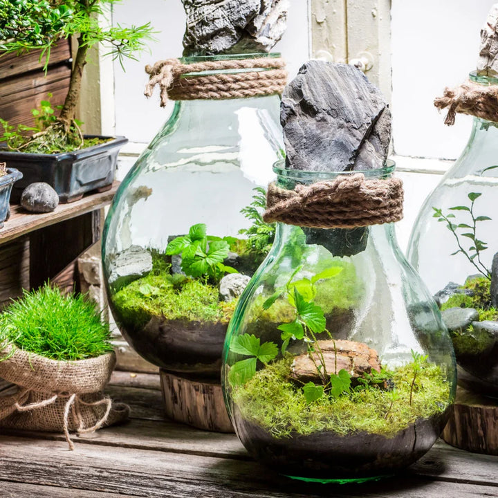 Shop Terrarium Kit | Indoor Plant Terrarium Kit – Ever Green Trees Store