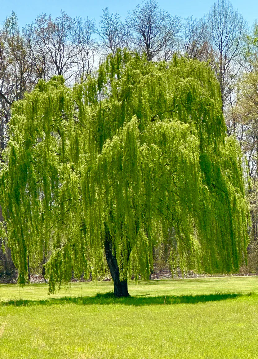 Buy a Weeping Willow Tree | Elegant Flowing Canopy – Ever Green Trees Store