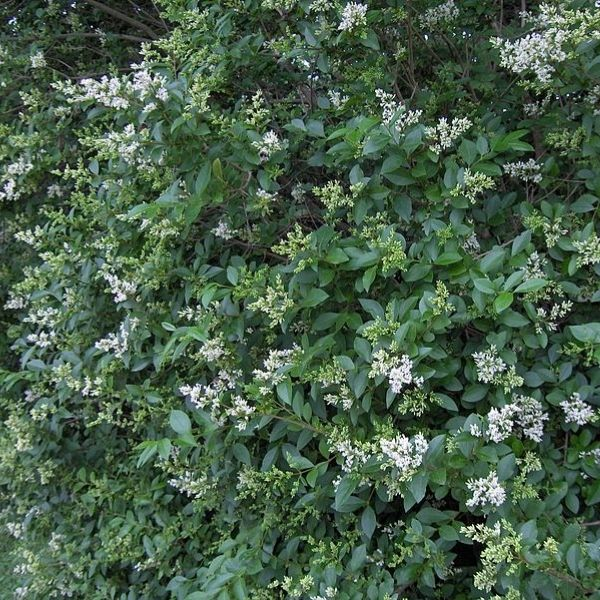 Privet Hedge Plants for Sale - Evergreen & Fast-Growing – Ever Green ...