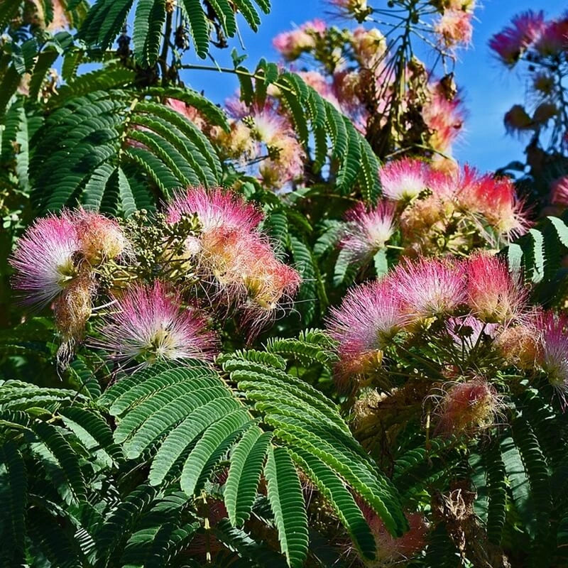 Buy Mimosa Tree | Fragrant Pink Silk Blooms – Ever Green Trees Store