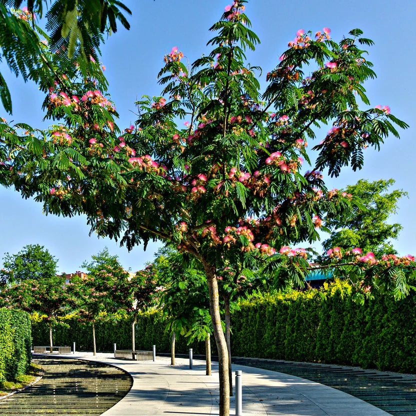 Persian Silk Tree Plant | Elegant Garden Accent – Ever Green Trees Store
